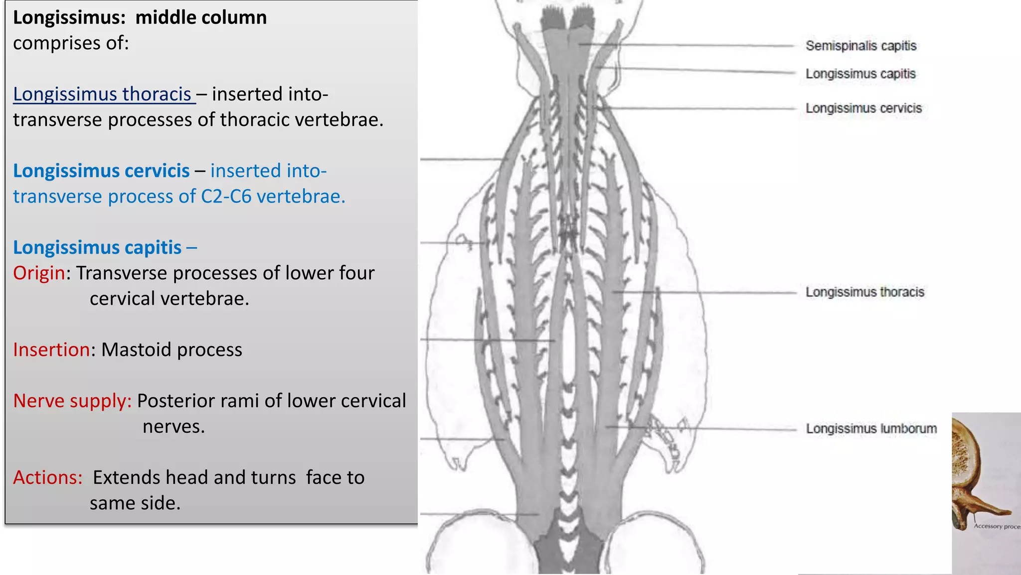 Muscles of back, Suboccipital triangle | PPT
