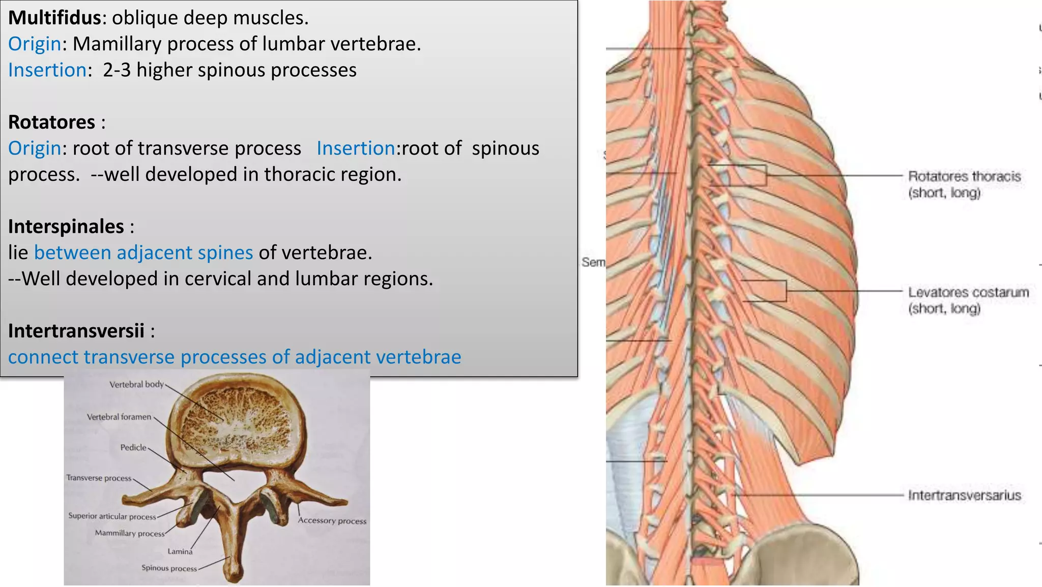Muscles of back, Suboccipital triangle | PPT