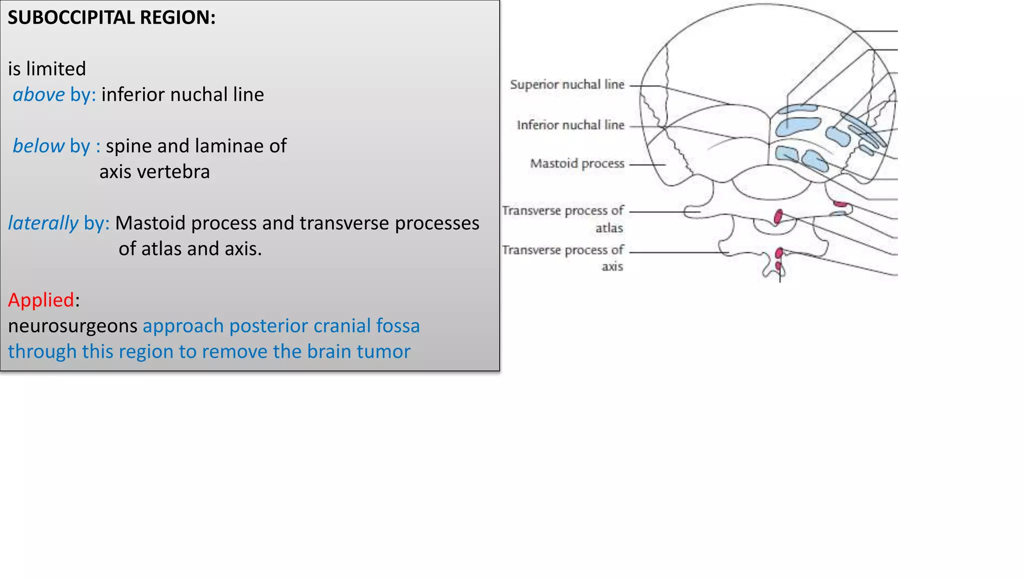 Muscles of back, Suboccipital triangle | PPT