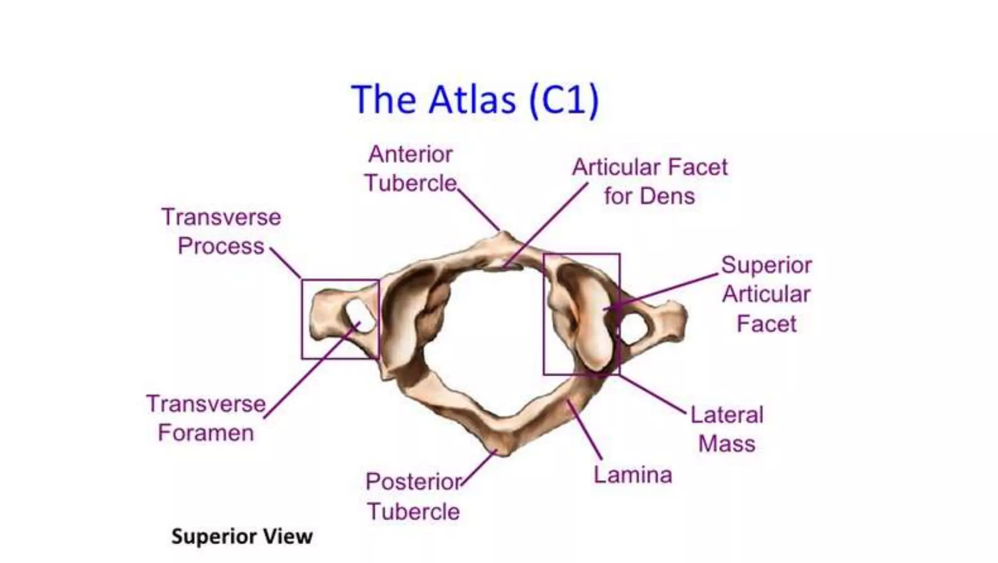 Muscles of back, Suboccipital triangle | PPT
