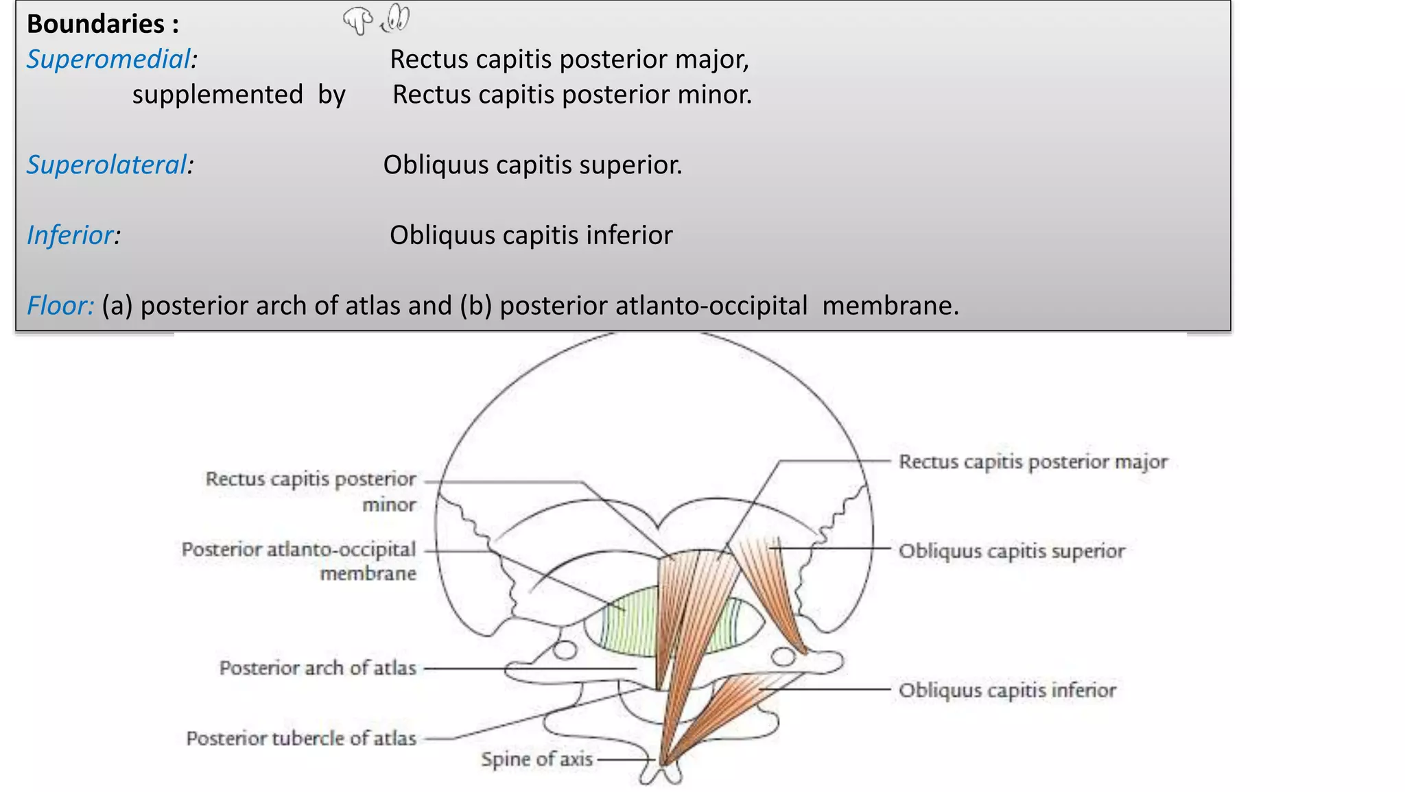 Muscles of back, Suboccipital triangle | PPT
