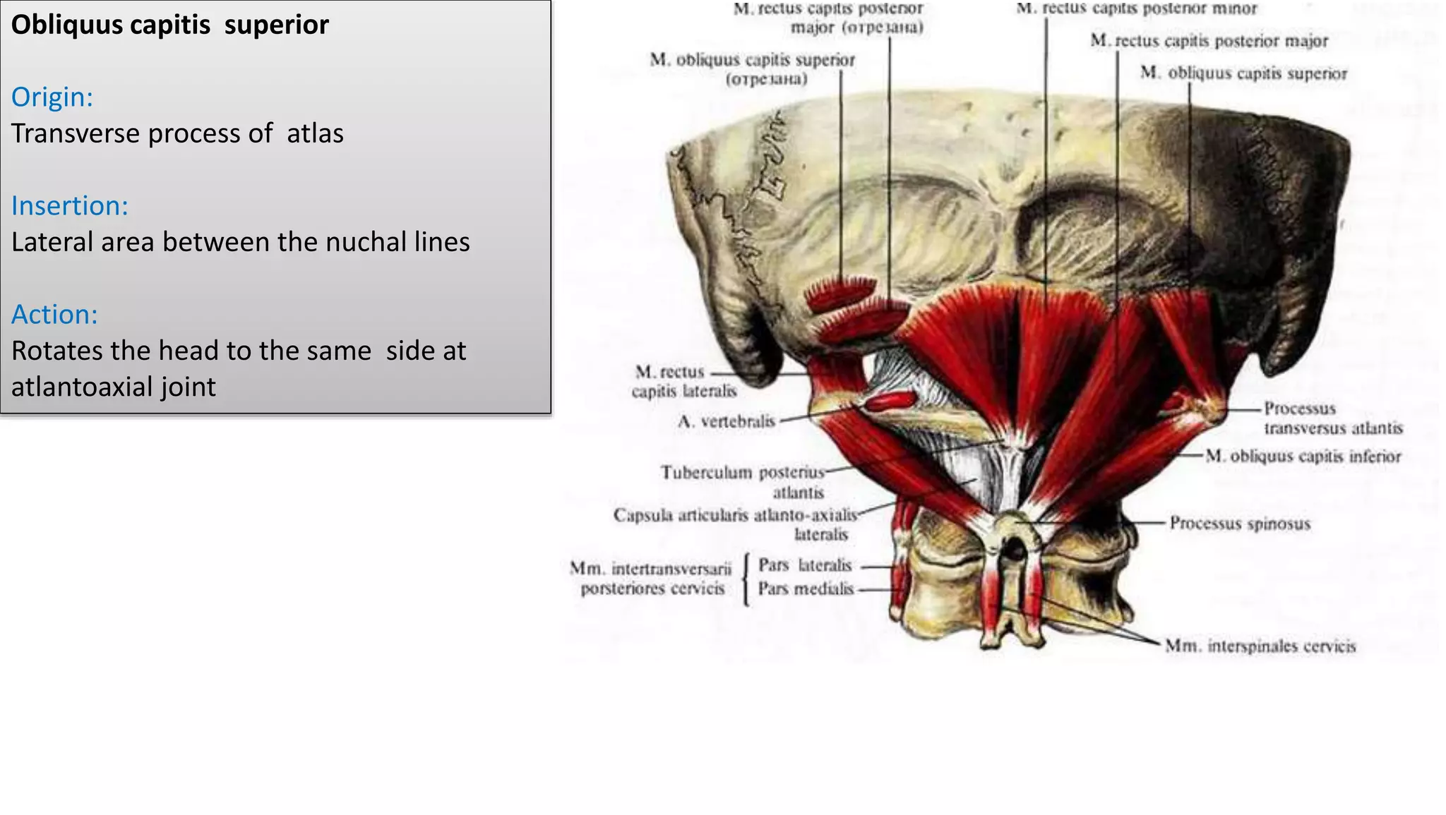 Muscles of back, Suboccipital triangle | PPT