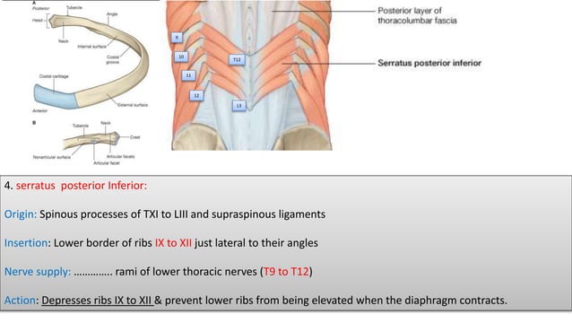 Muscles of back, Suboccipital triangle | PPT