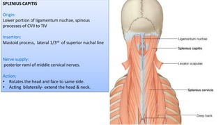 Muscles of back, Suboccipital triangle | PPTX