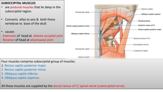 Muscles of back, Suboccipital triangle | PPT