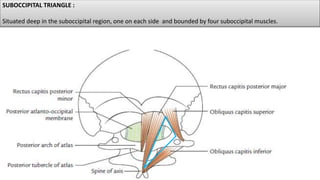 Muscles of back, Suboccipital triangle | PPTX