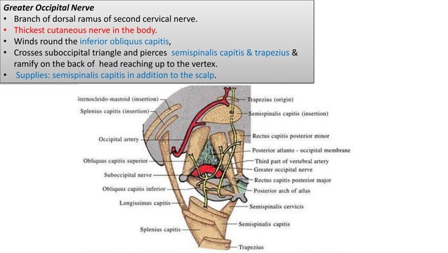 Muscles of back, Suboccipital triangle | PPT