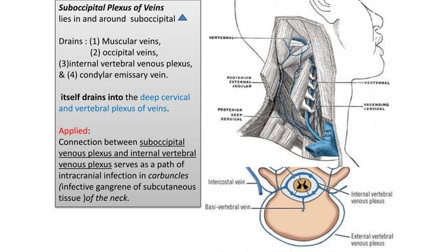 Muscles of back, Suboccipital triangle | PPT