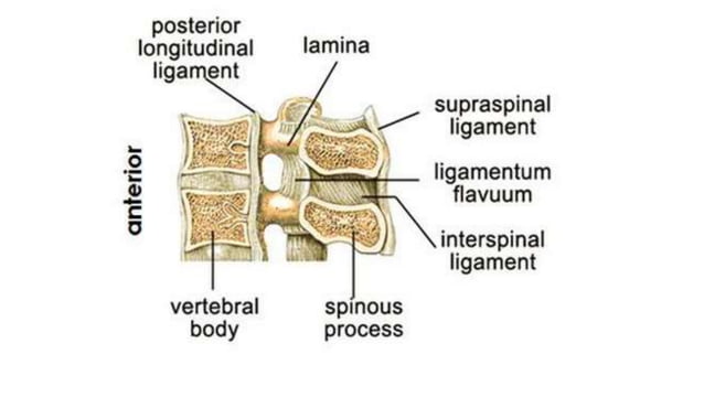 Muscles of back, Suboccipital triangle | PPT