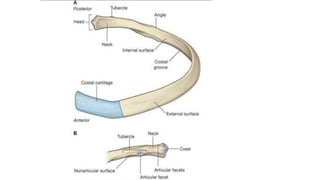 Muscles of back, Suboccipital triangle | PPT