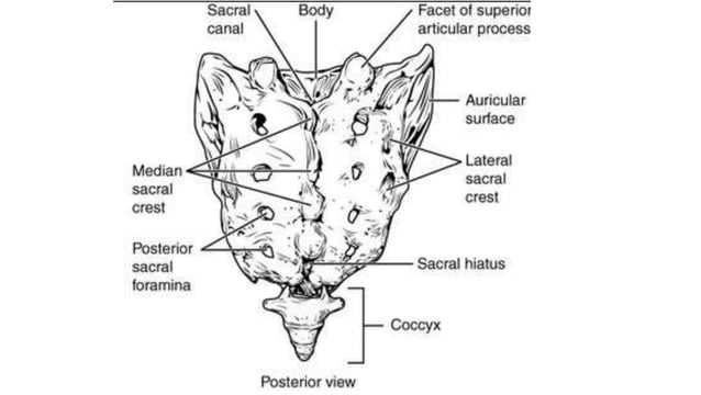 Muscles of back, Suboccipital triangle | PPT