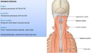 Semispinalis Cervicis Innervation