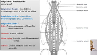 Semispinalis Thoracis Origin And Insertion