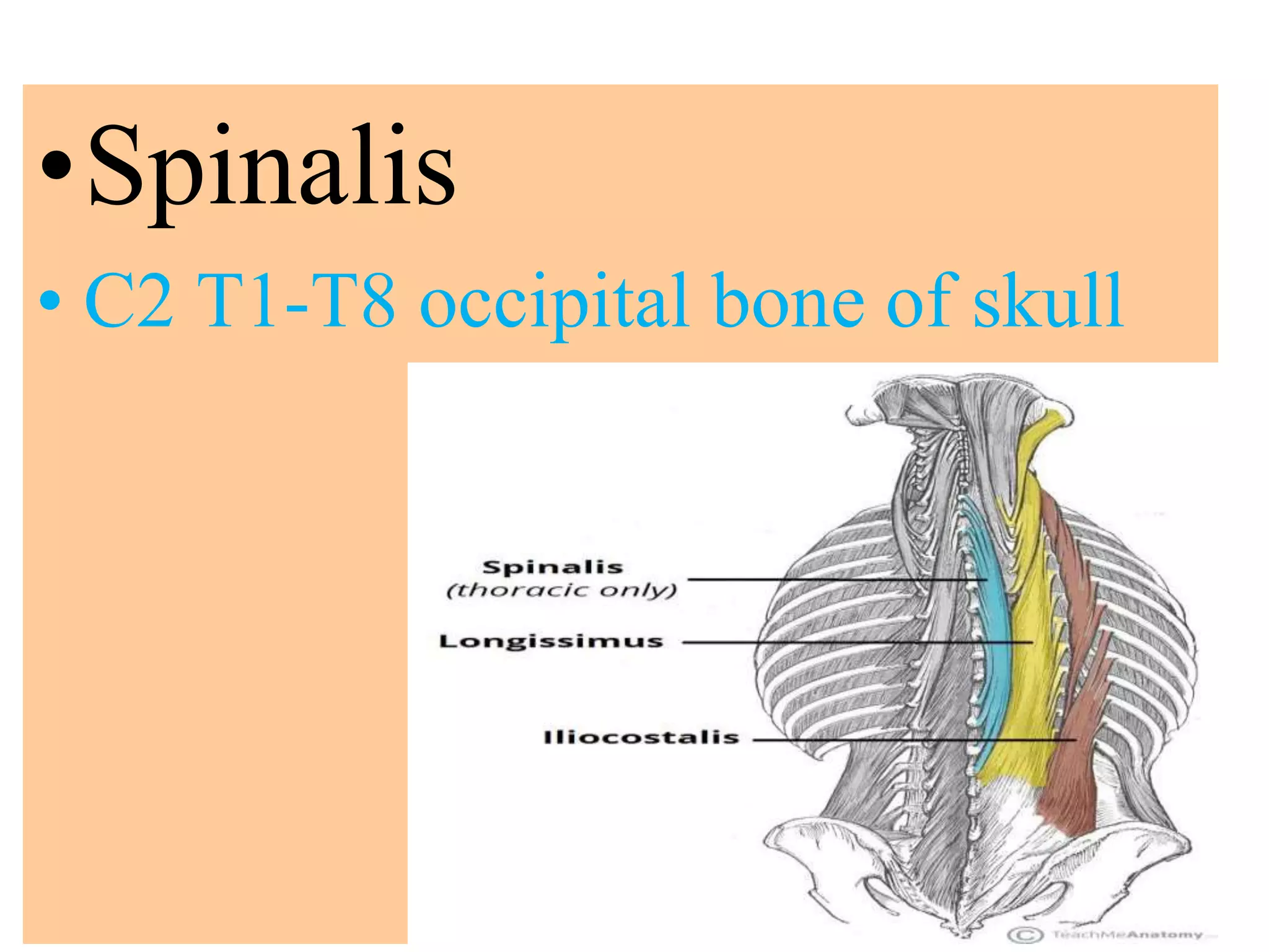 Muscles of back (INTRINSIC ).pptx