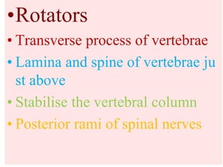 Muscles of back (INTRINSIC ).pptx