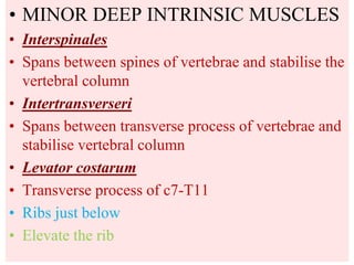 Muscles of back (INTRINSIC ).pptx