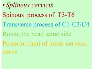 Muscles of back (INTRINSIC ).pptx