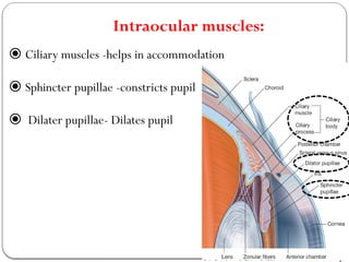 Anatomy of Human muscles of eye.pptx