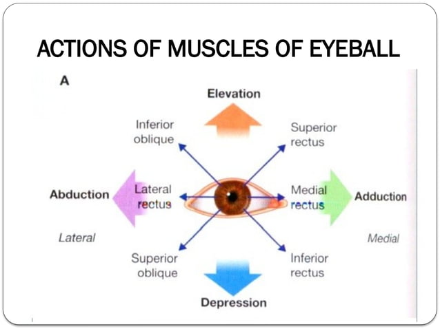 Anatomy of Human muscles of eye.pptx