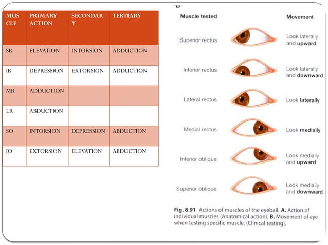Anatomy of Human muscles of eye.pptx