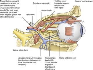 Anatomy of Human muscles of eye.pptx
