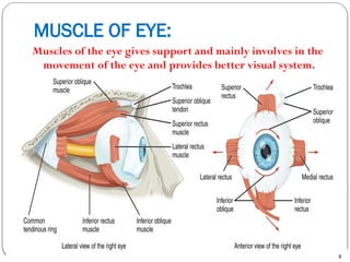Anatomy of Human muscles of eye.pptx