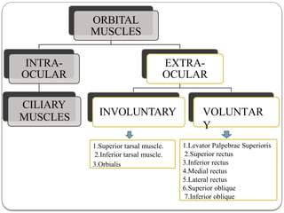 Anatomy of Human muscles of eye.pptx