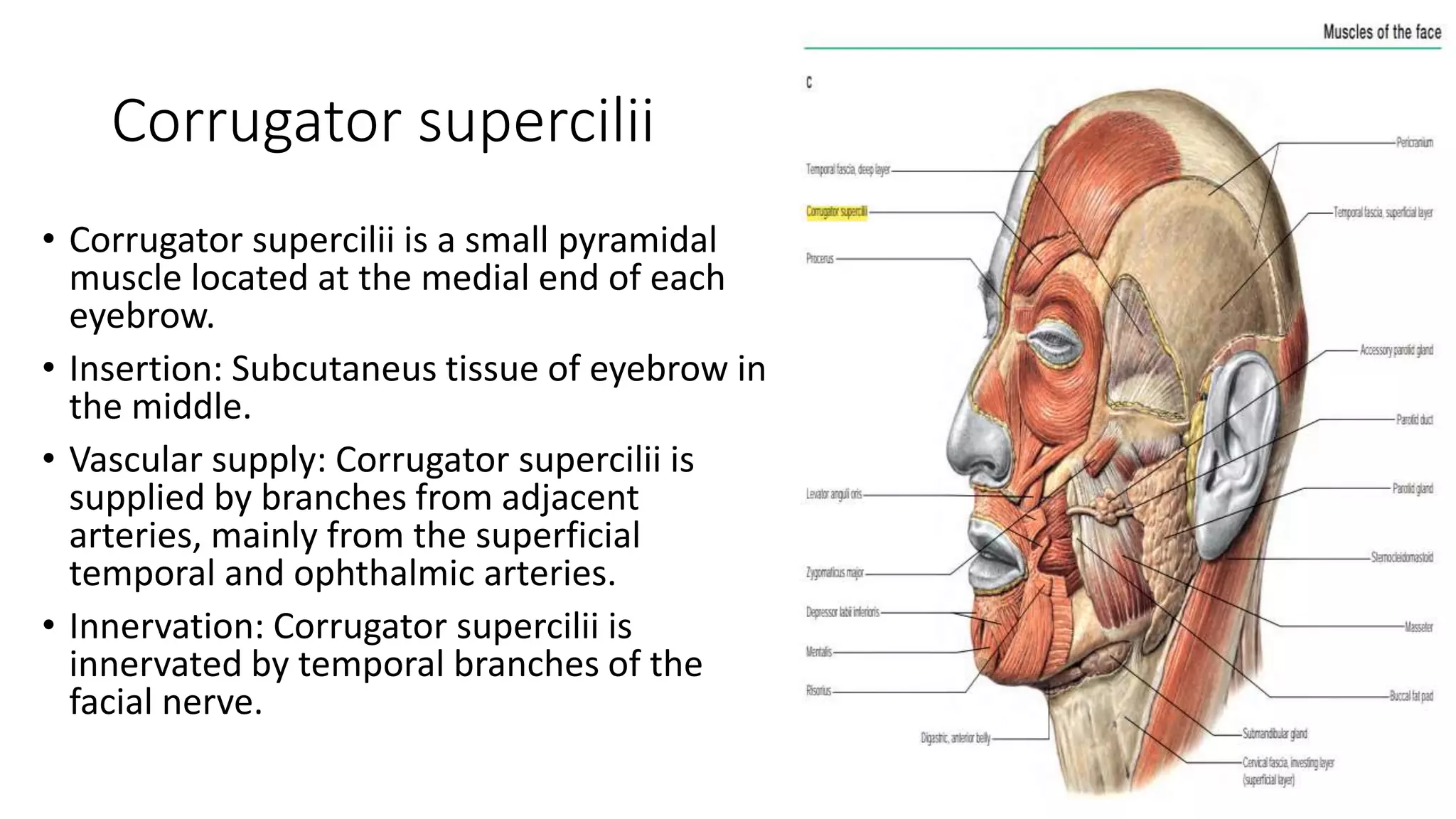 Muscles of Face.pptx