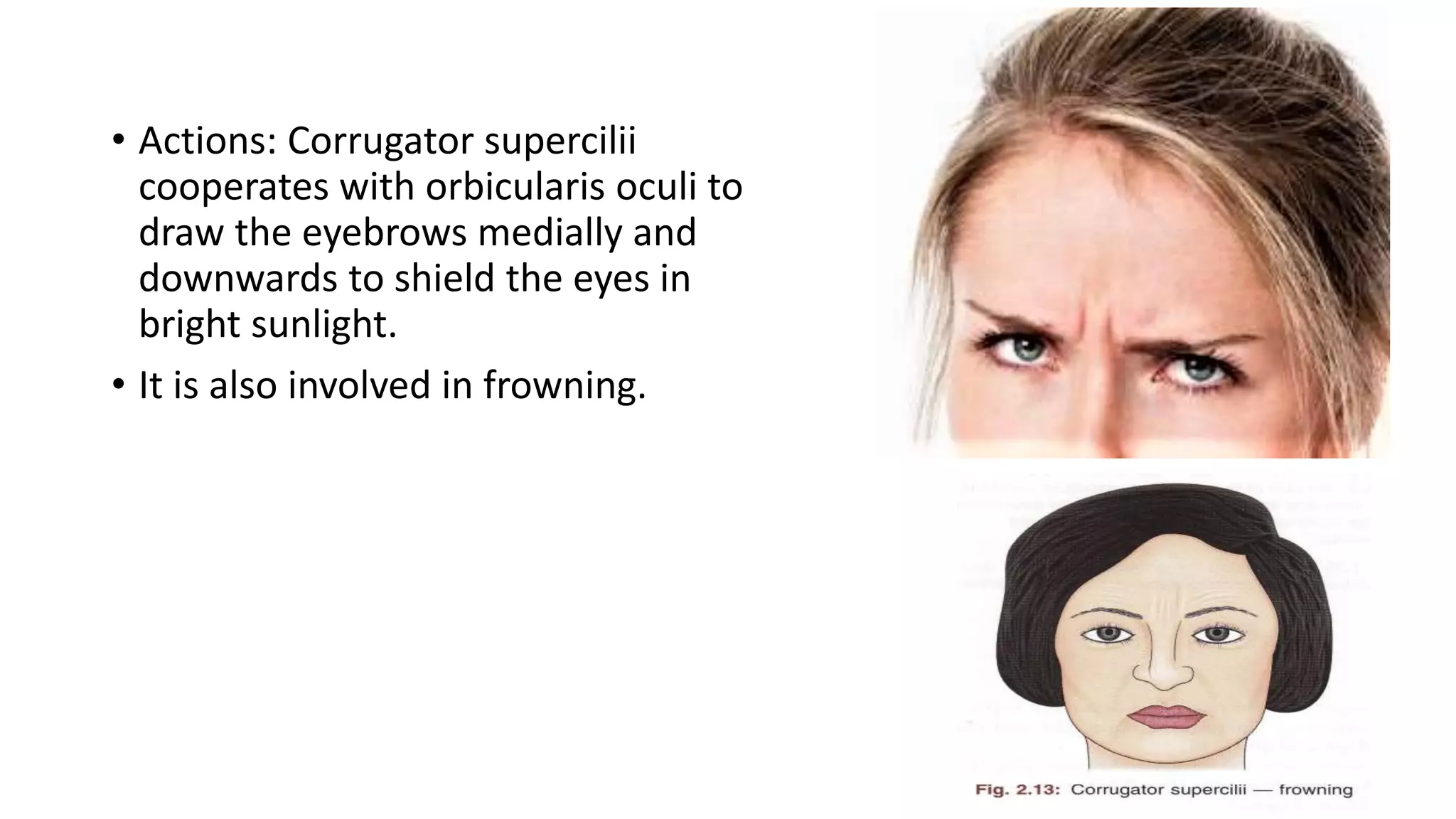 Muscles of Face.pptx