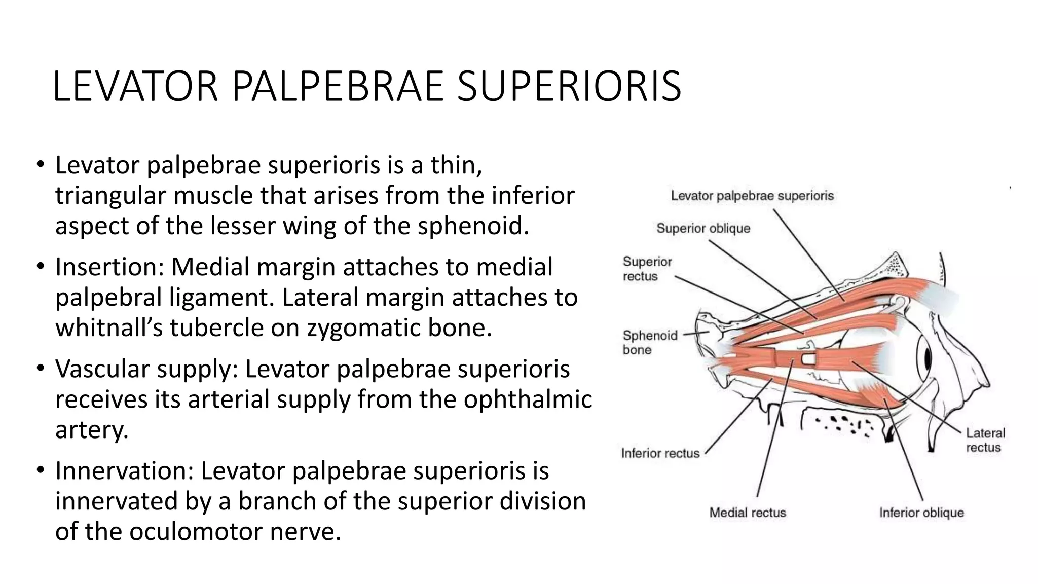 Muscles of Face.pptx
