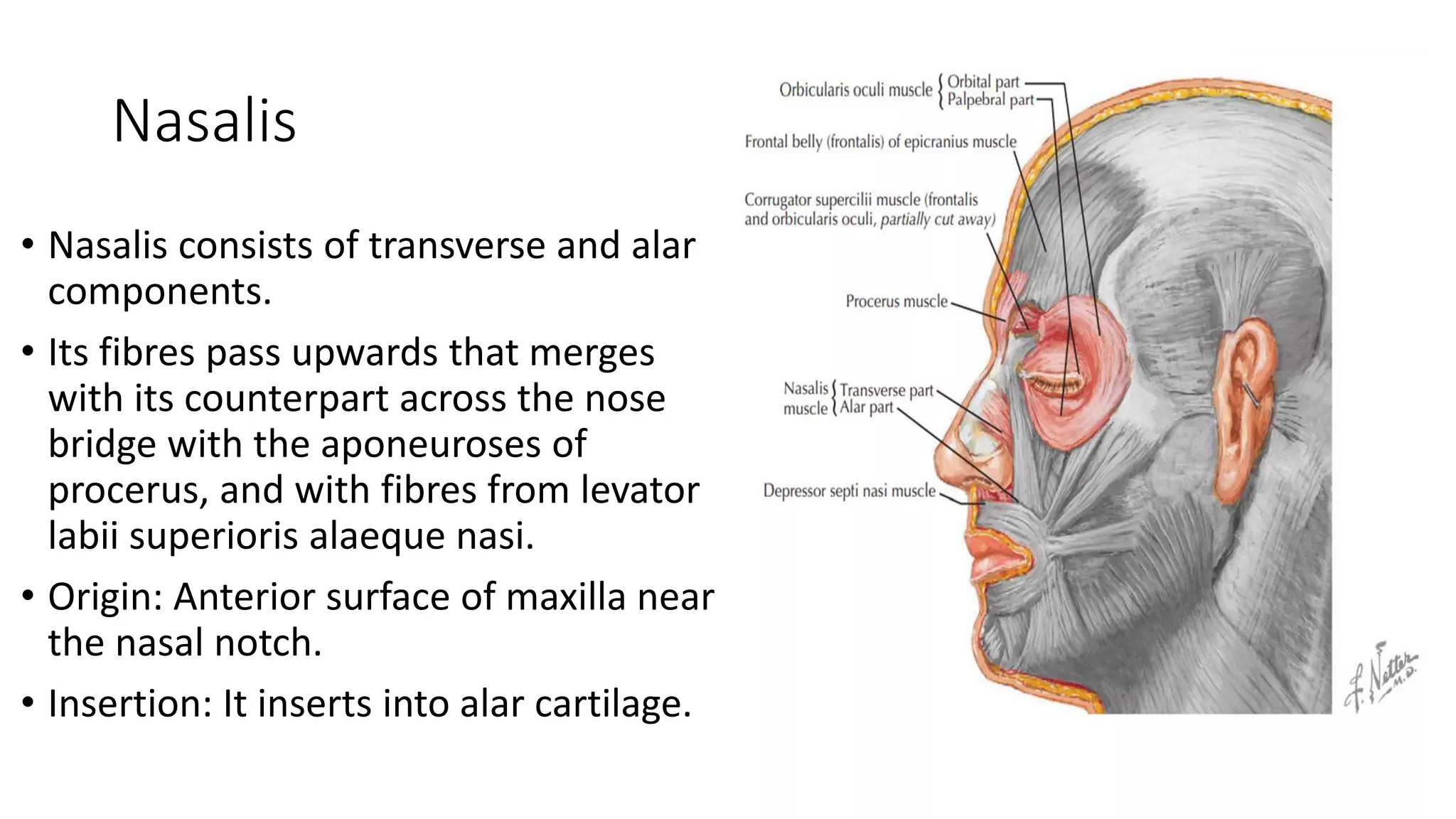 Muscles of Face.pptx