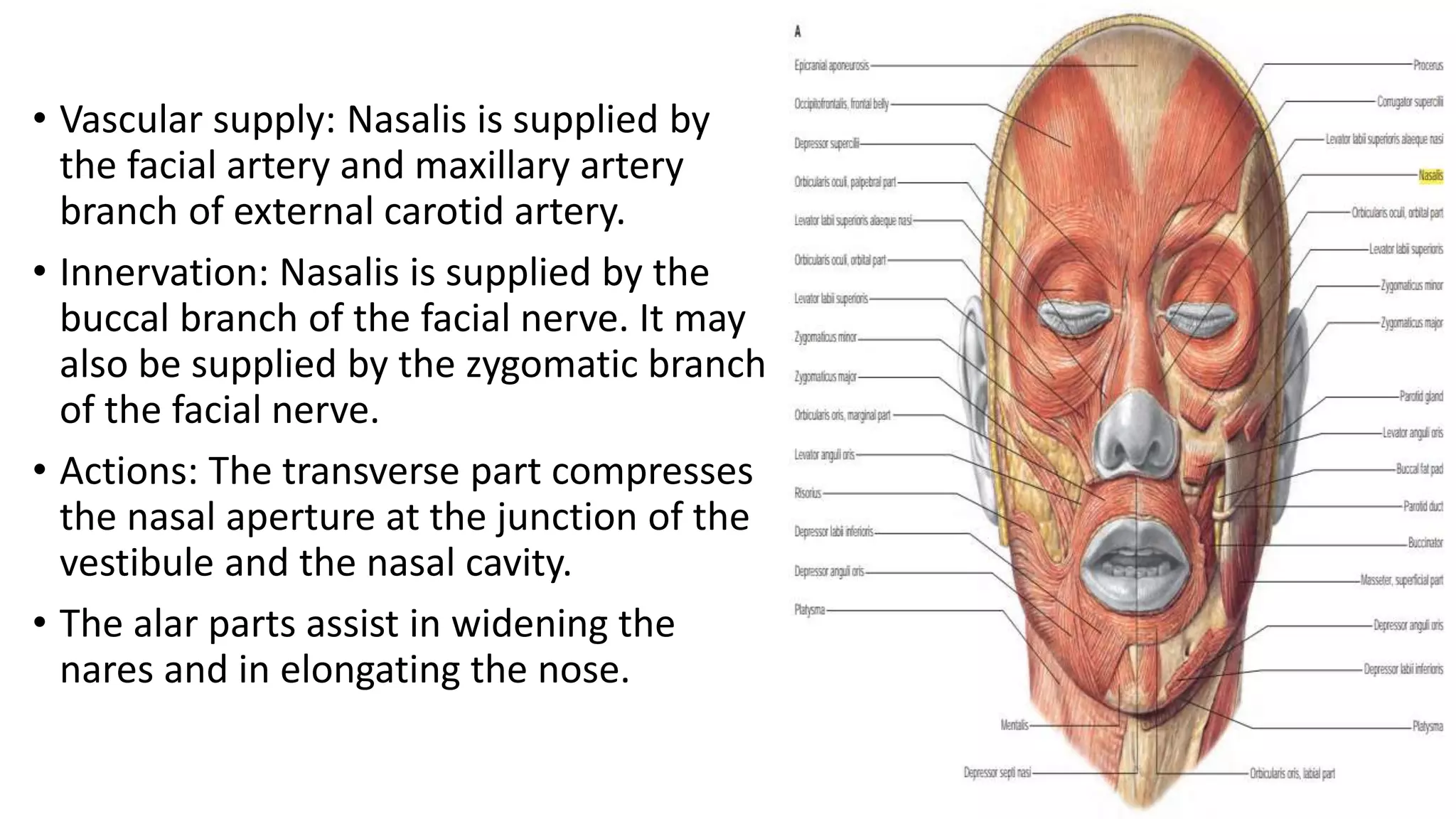 Muscles of Face.pptx