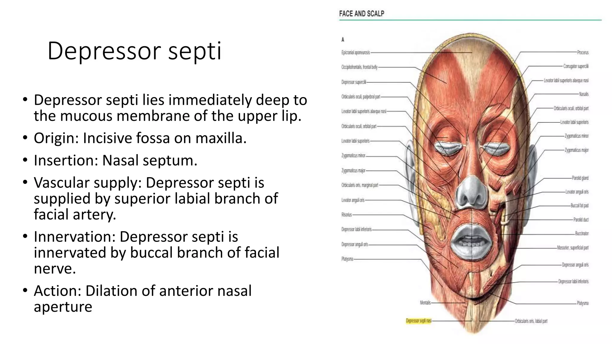 Muscles of Face.pptx