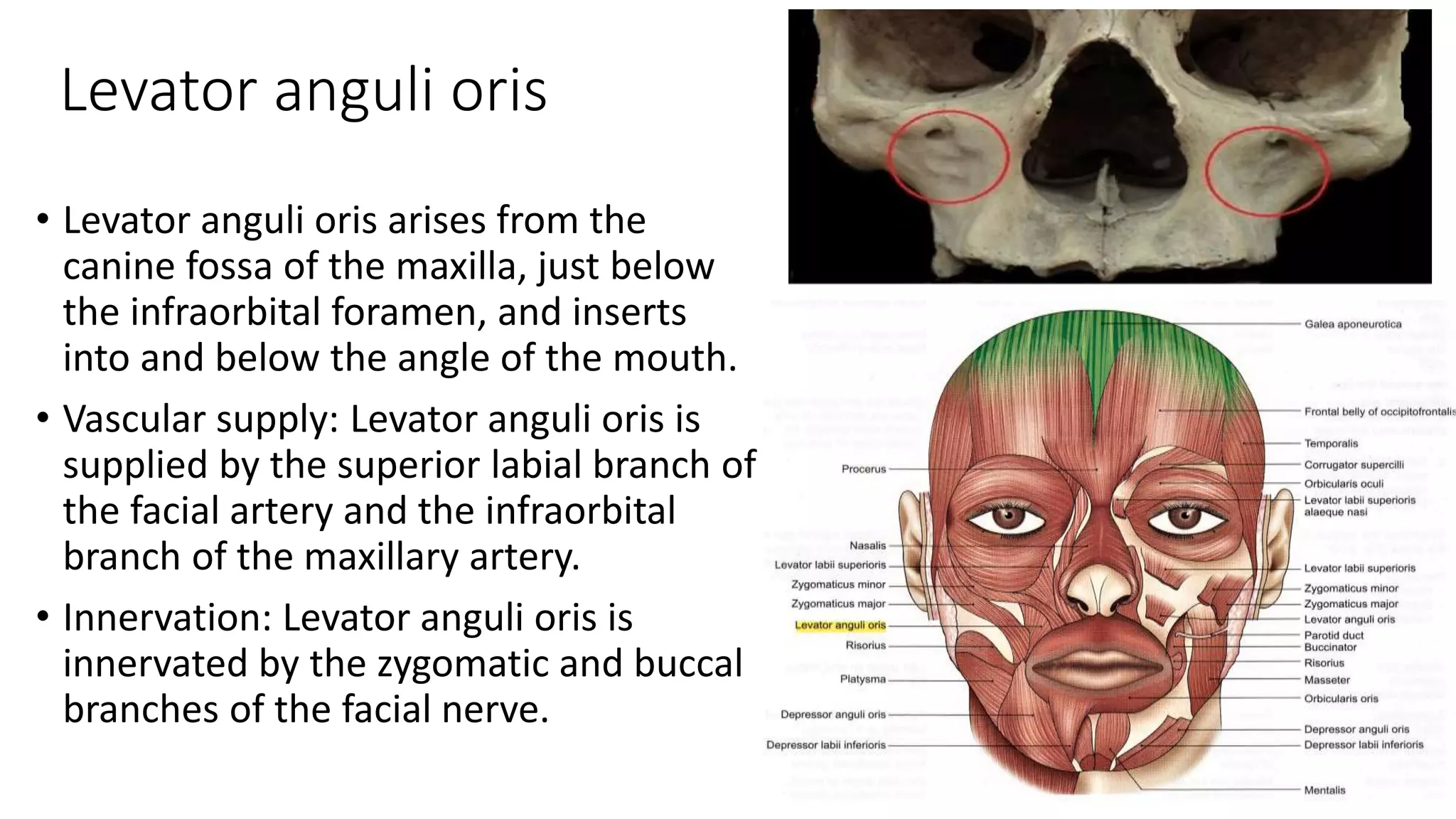 Muscles of Face.pptx
