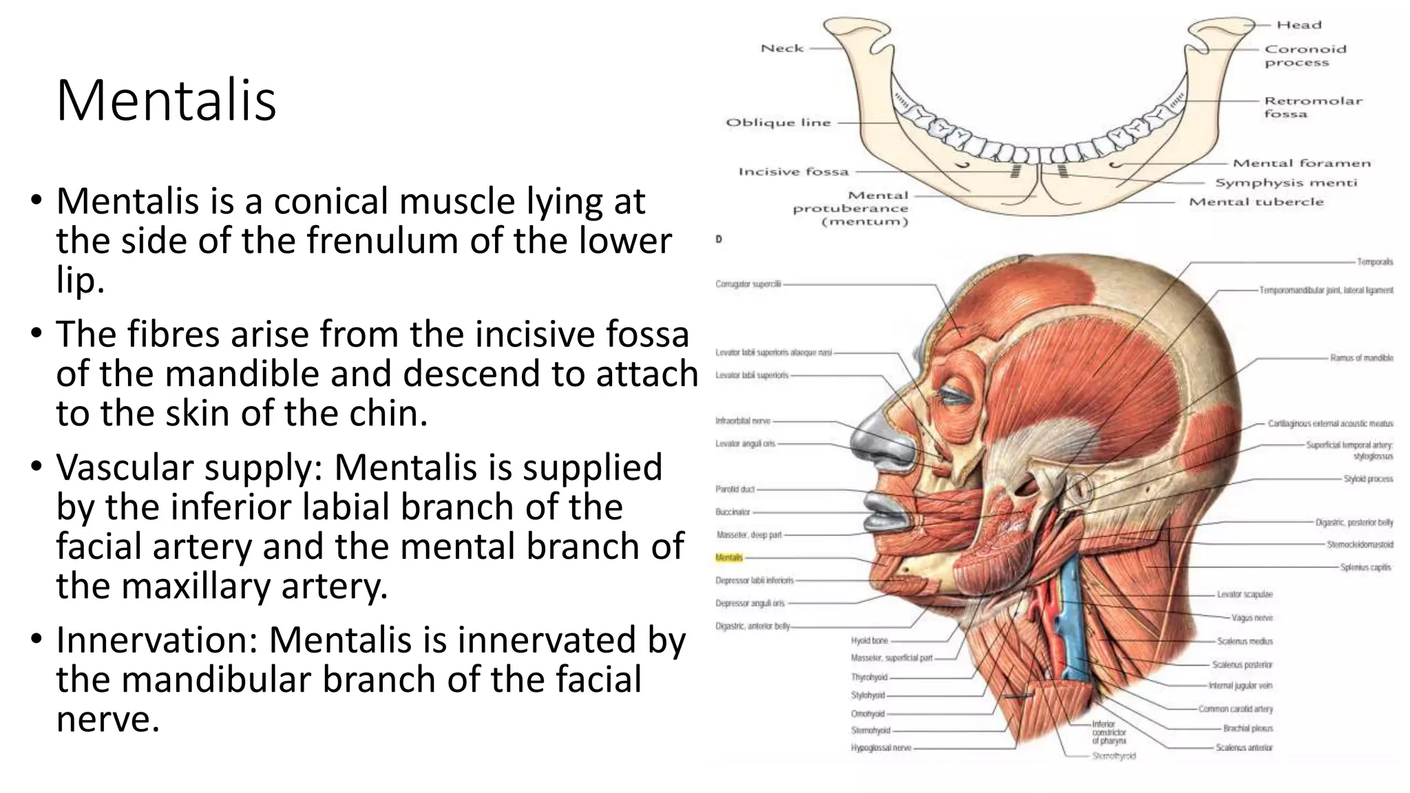 Muscles of Face.pptx