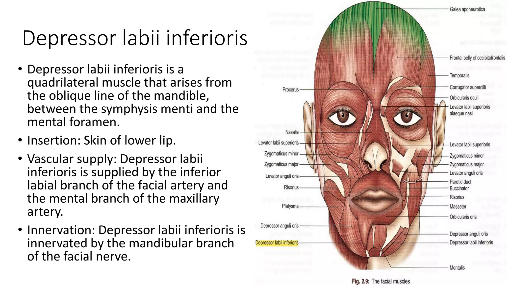 Muscles of Face.pptx