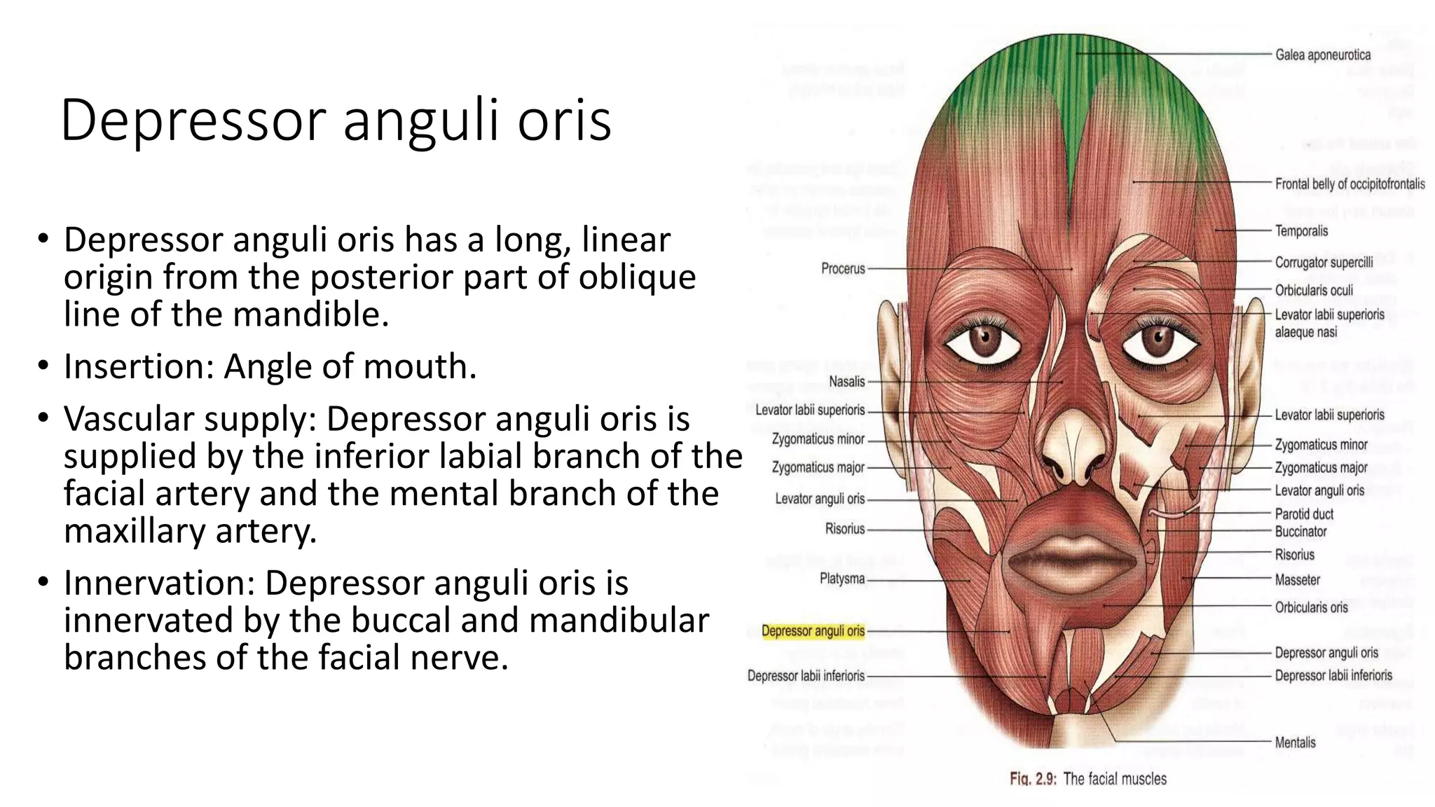 Muscles of Face.pptx