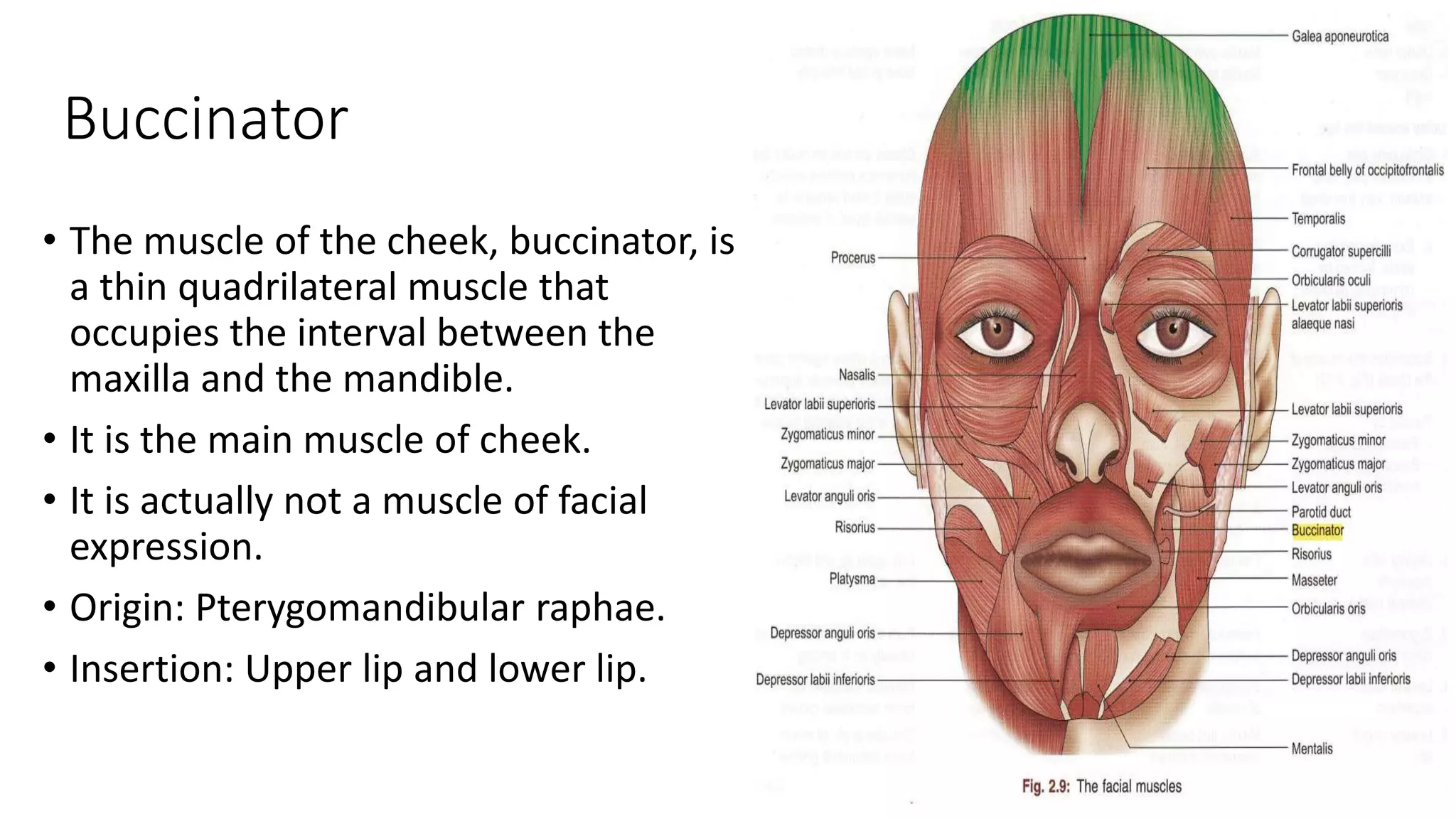 Muscles of Face.pptx