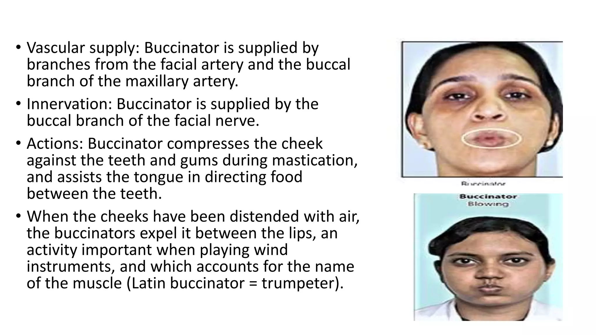 Muscles of Face.pptx