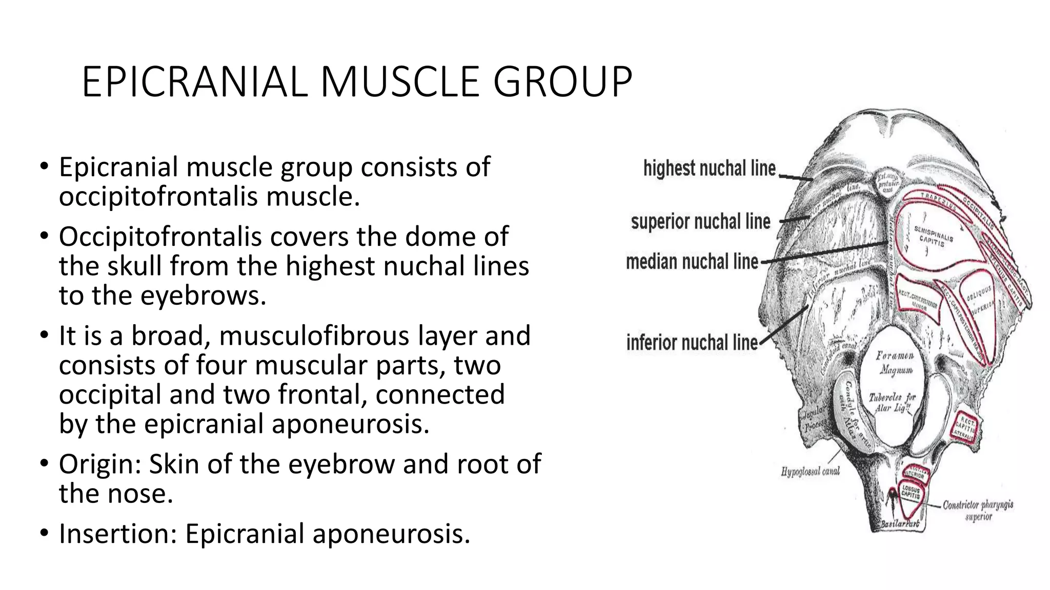 Muscles of Face.pptx