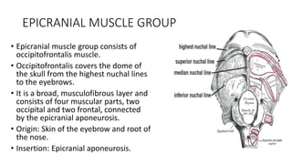 Muscles of Face.pptx