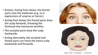 Muscles of Face.pptx