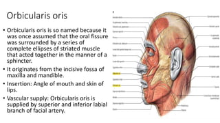 Orbicularis Oris Innervation