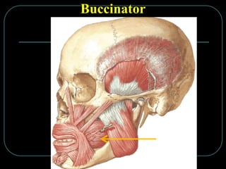 Muscles of Face and facial expressions with nerve and blood supply | PDF