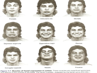 Muscles of Face and facial expressions with nerve and blood supply | PDF
