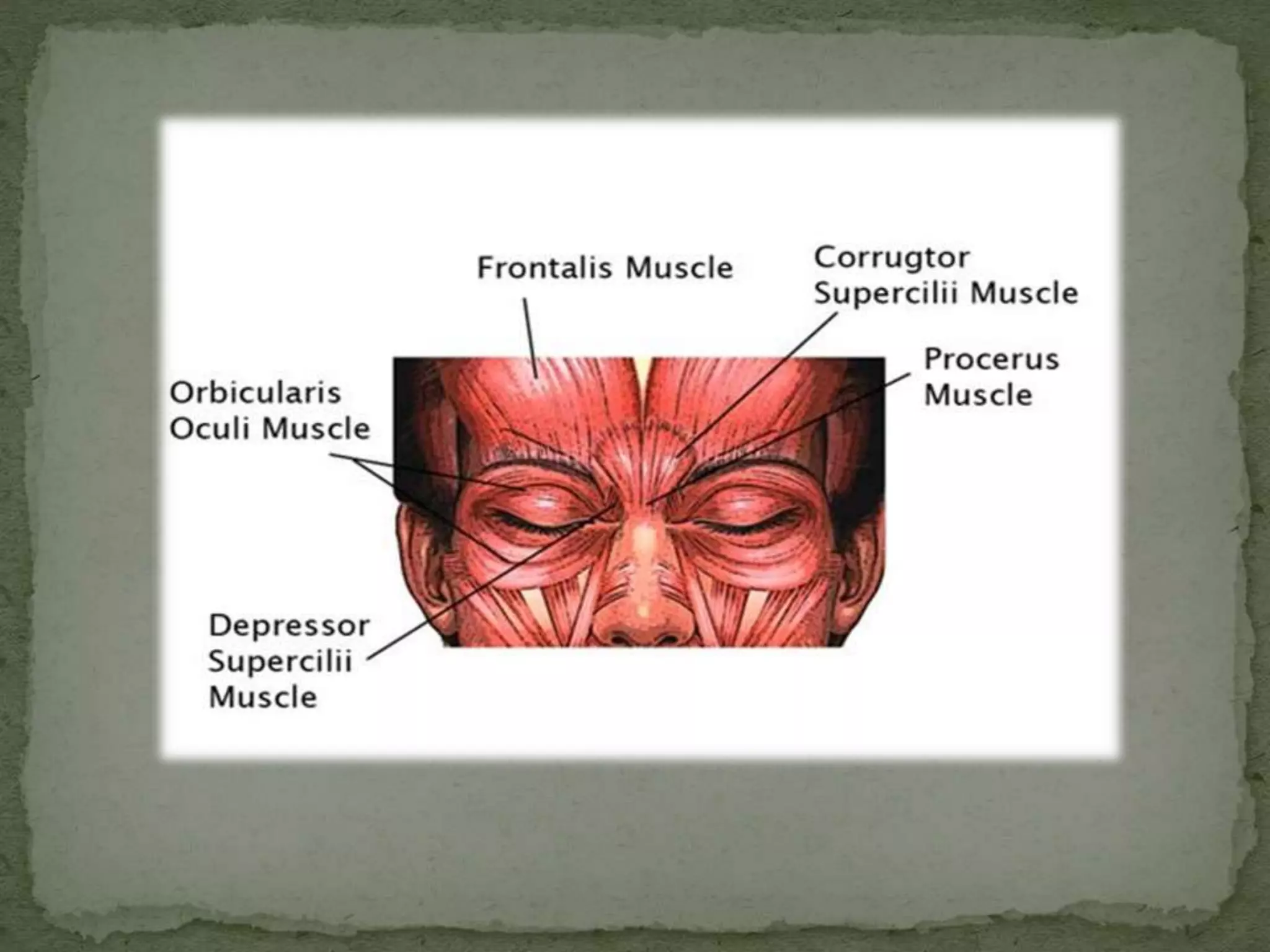 Muscles of face | PPTX