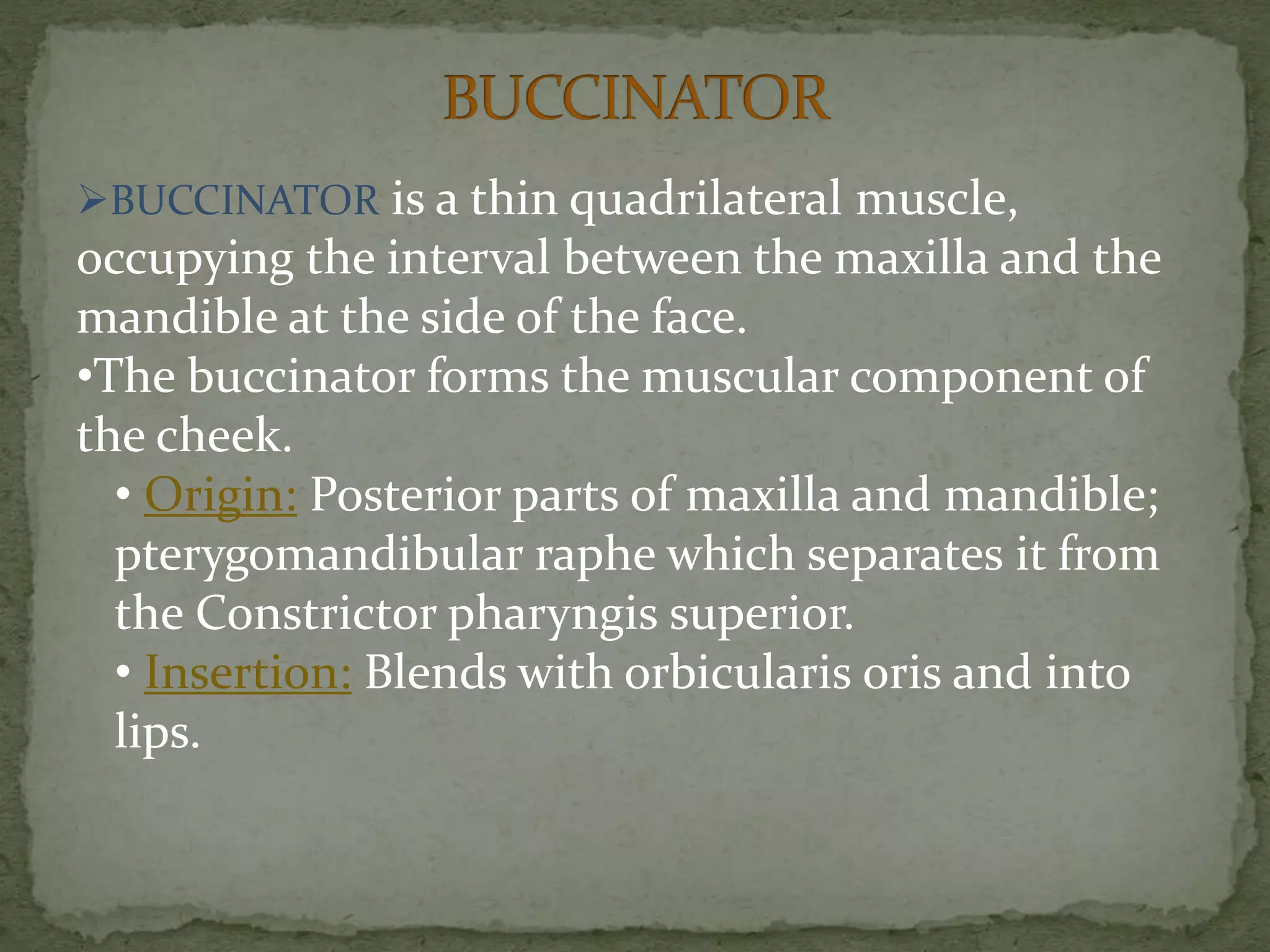 Muscles of face | PPTX