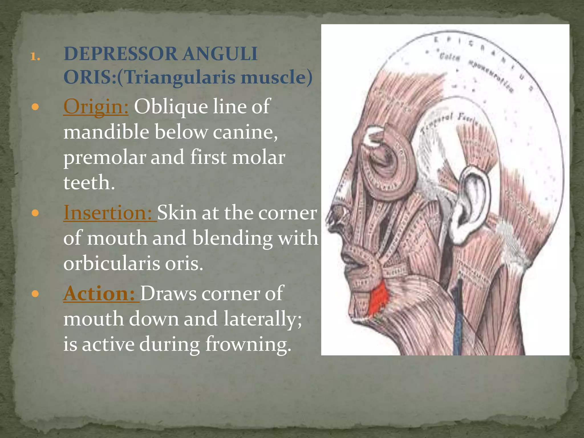 Muscles of face | PPTX