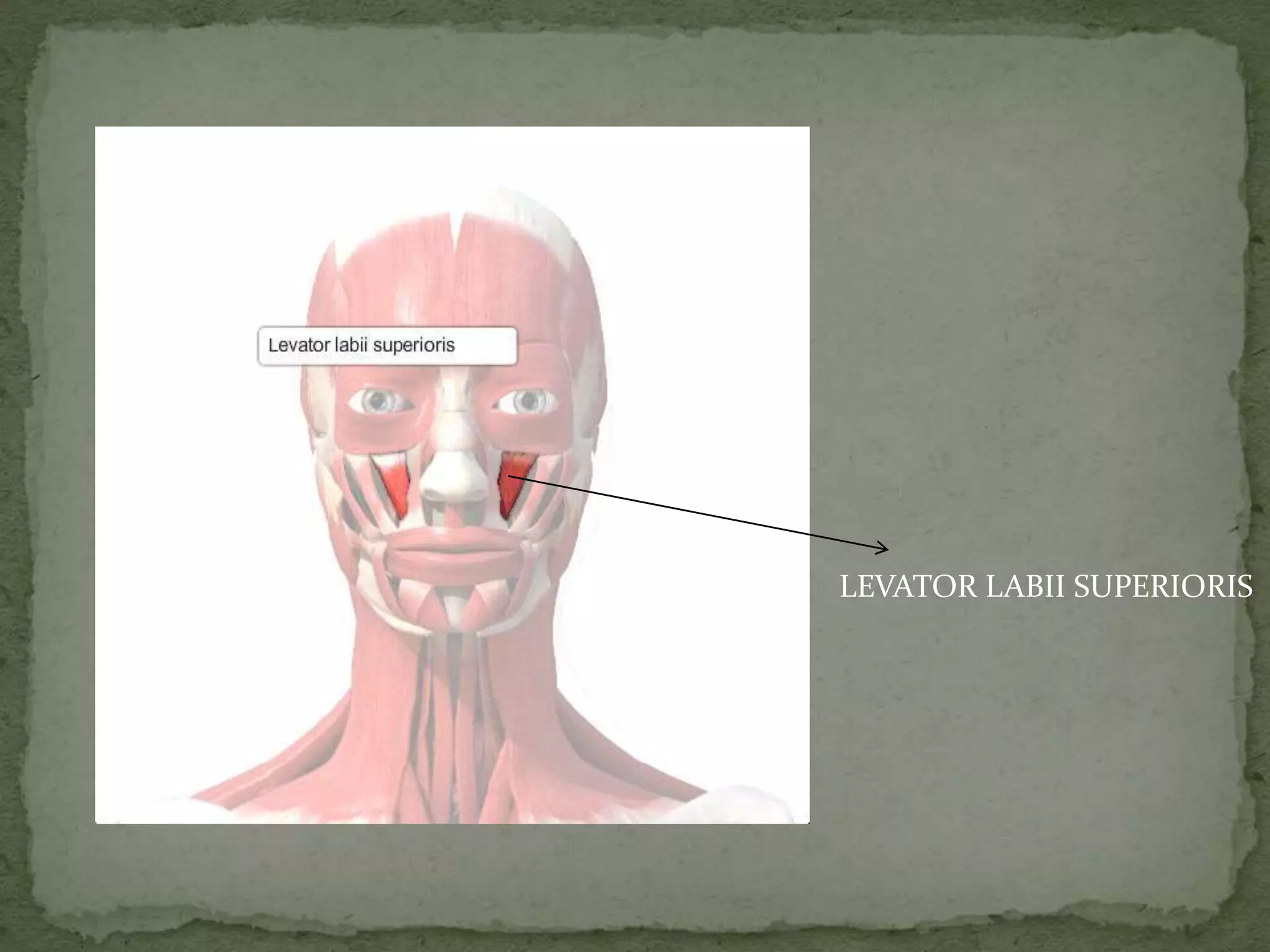 Muscles of face | PPTX