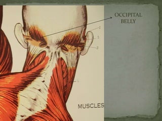 Muscles of face | PPTX